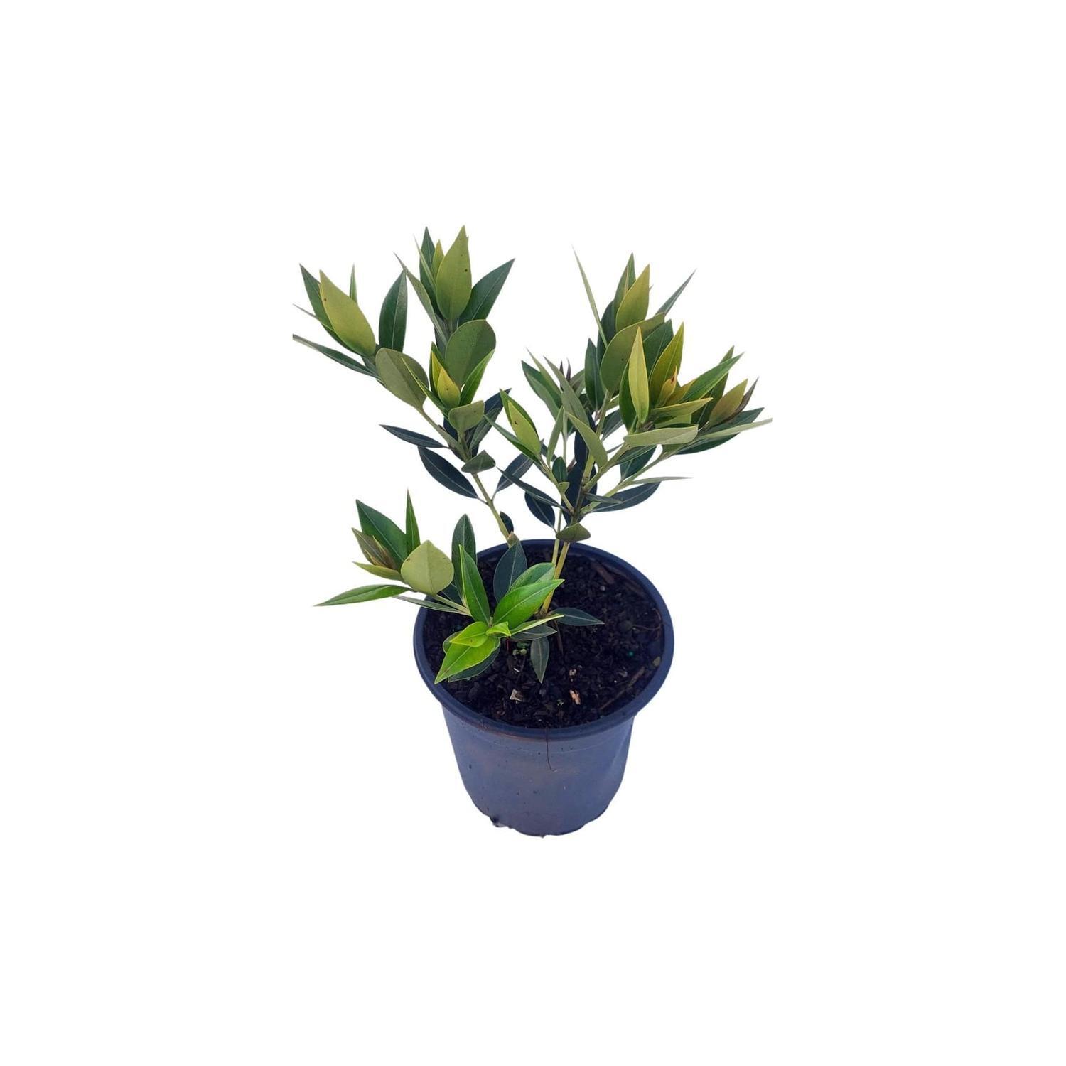 Metrosideros Excelsa 'Maungapiko' | New Zealand Natives