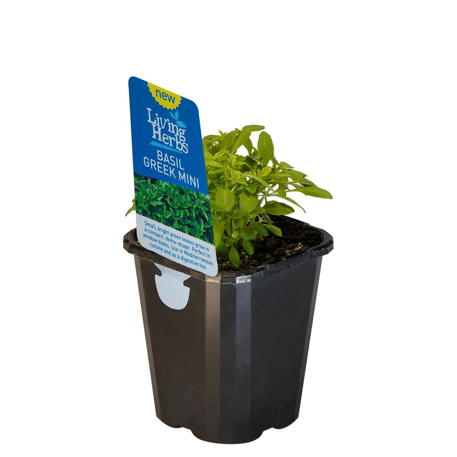 Living Herbs | Basil Greek Mini 10cm | Mitre10
