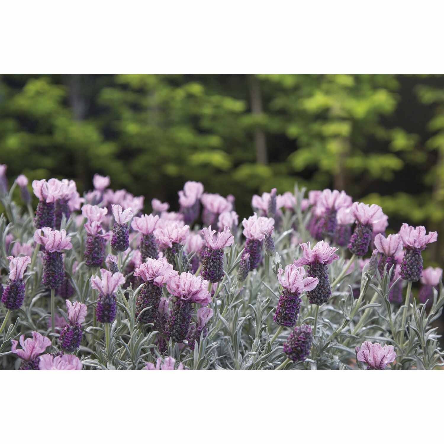 Lavender Ghostly Princess | Lavender