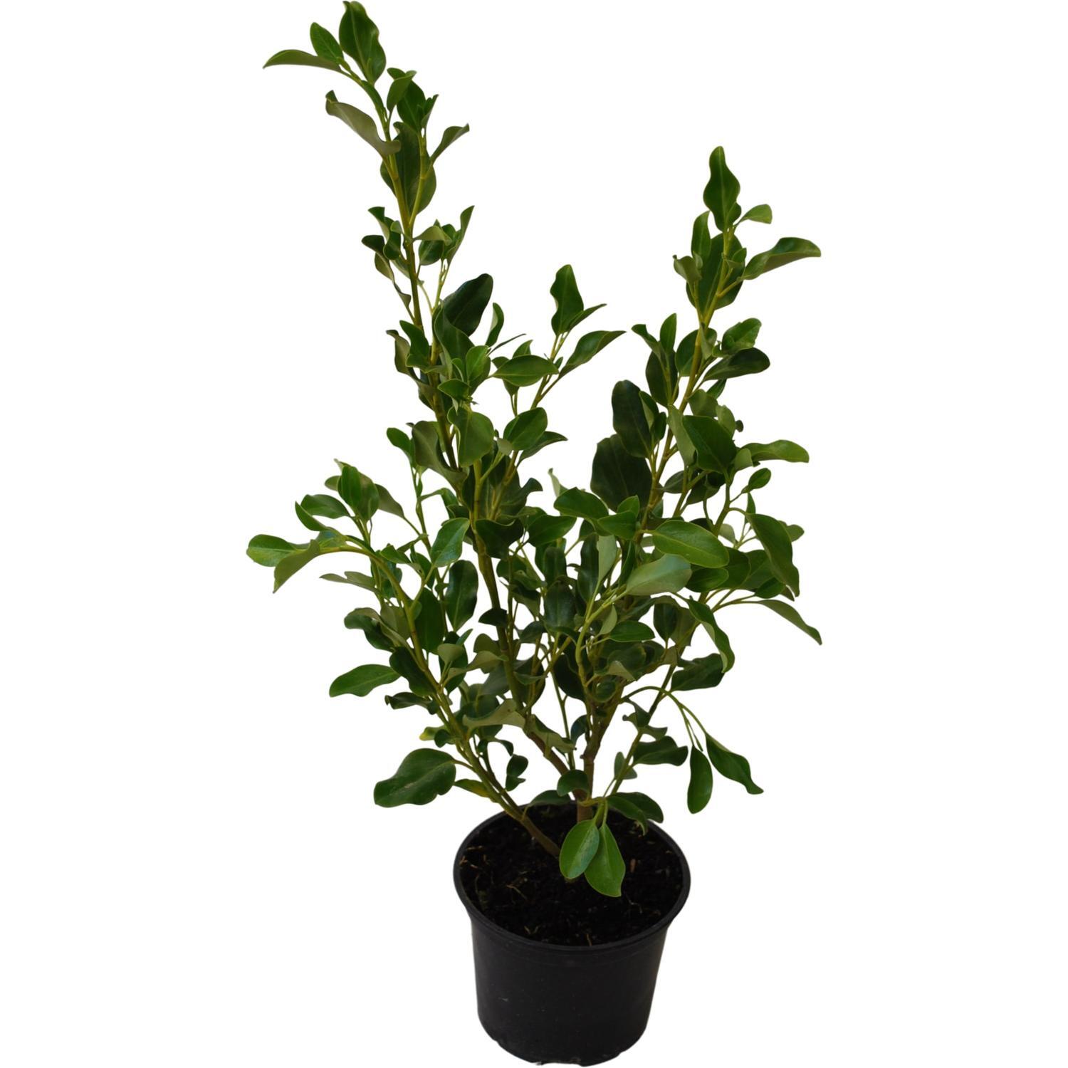 Griselinia Littoralis Broadway Mint | Hedging & Screening