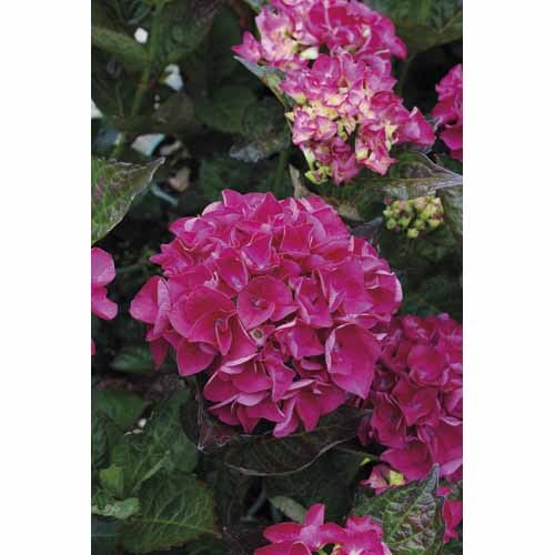 Hydrangea Raspberry Crush | Hydrangeas