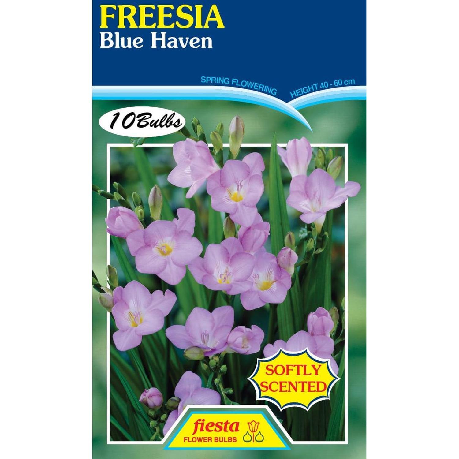 Fiesta | Freesia Blue Haven 10 Pack | Mitre10