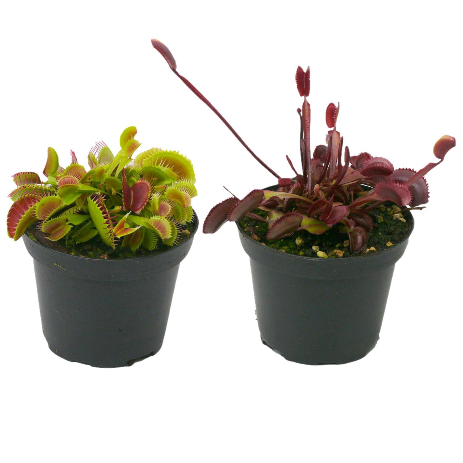 Venus Fly Trap | Carnivorous Plants & Cacti