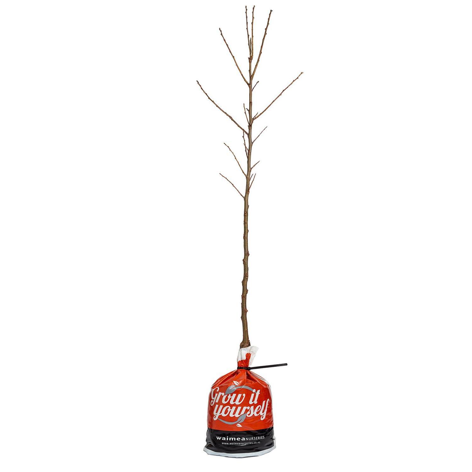 Plumcot Spring Satin | Fruit Trees