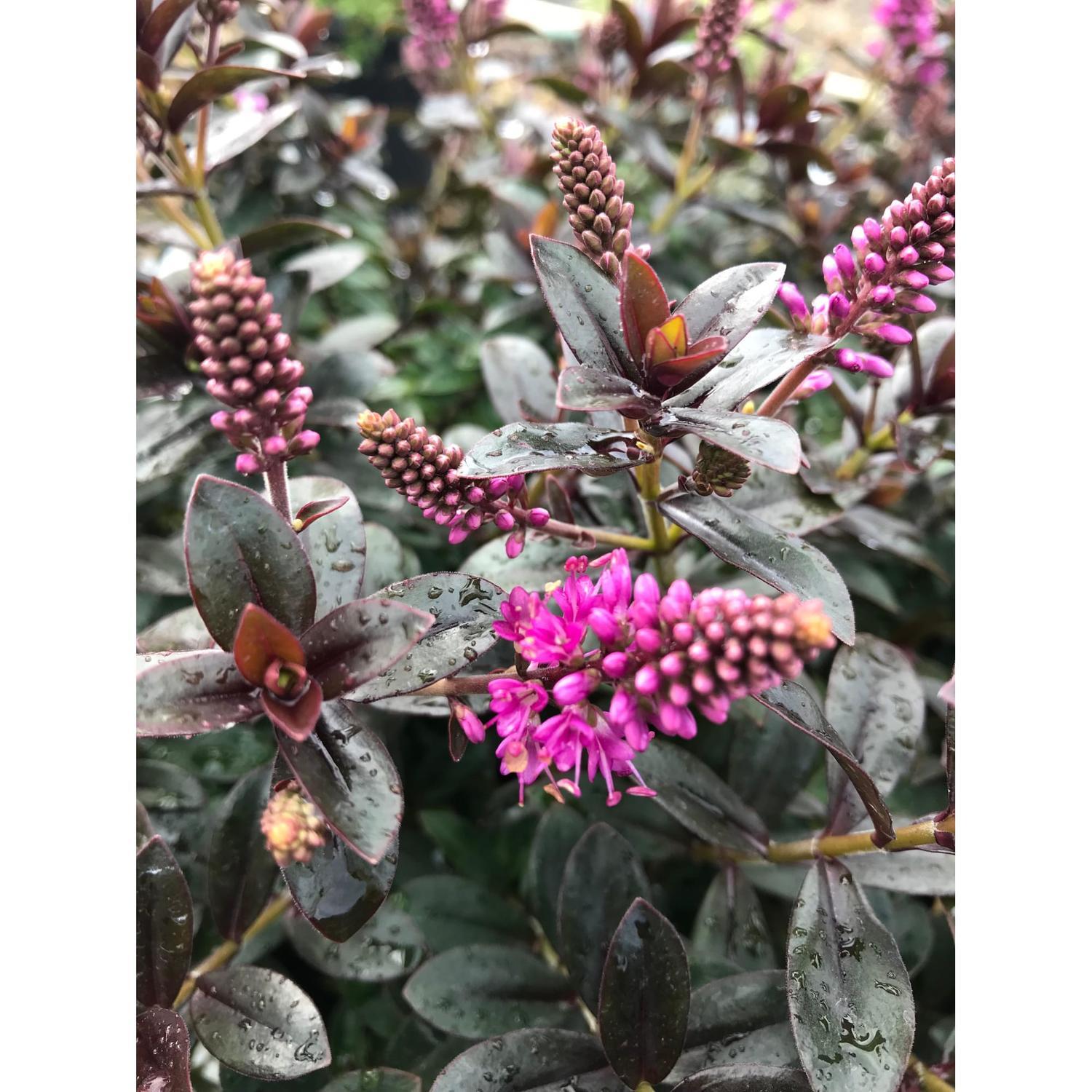 Hebe Hybrid Elizabeth | New Zealand Natives