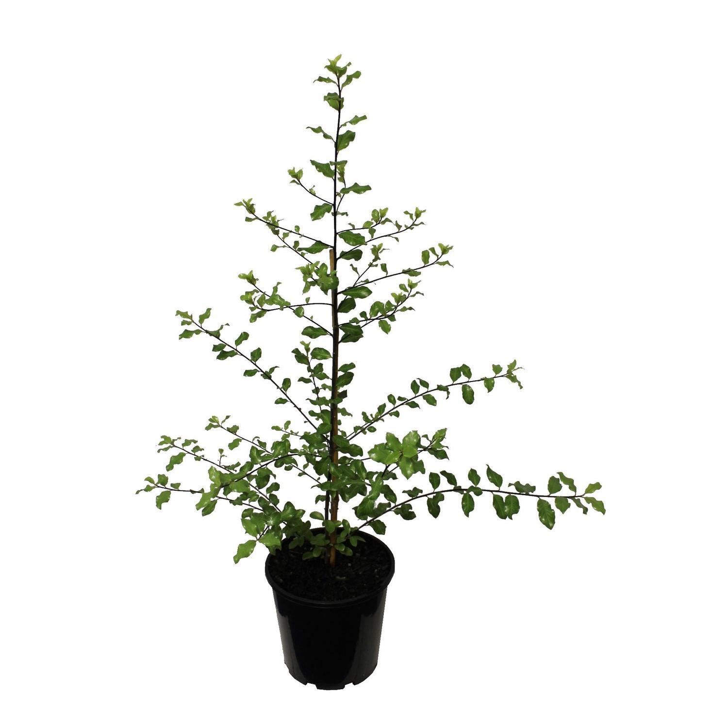 Pittosporum Wrinkle Blue 3.3 litre | Mitre10
