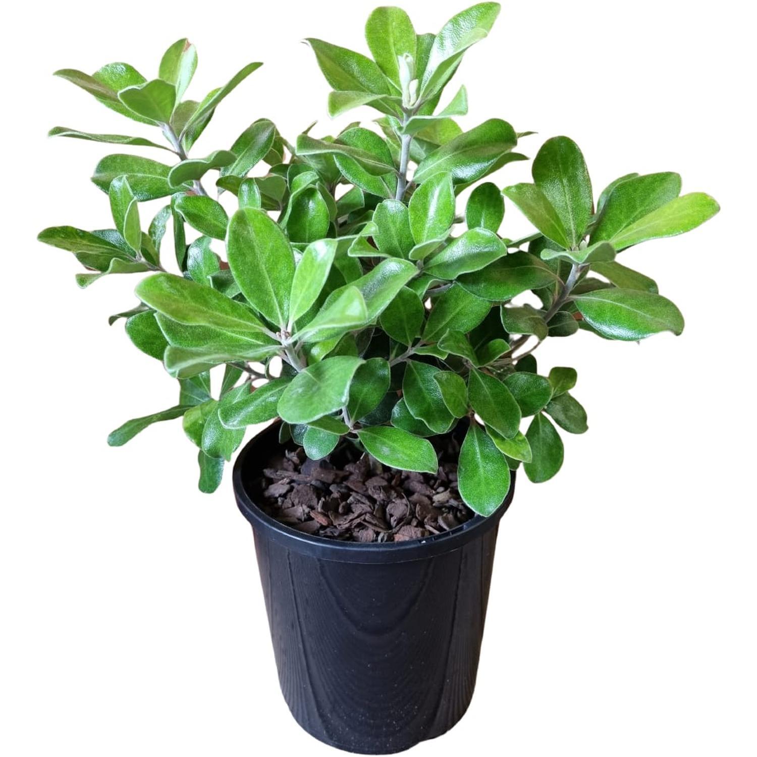 Robinson's Nursery | Pittosporum Pot Belly | Mitre10