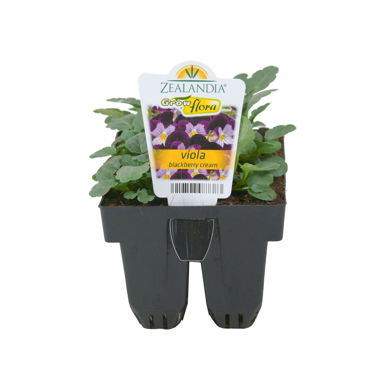 Viola | Premium Cell Pack Flowers