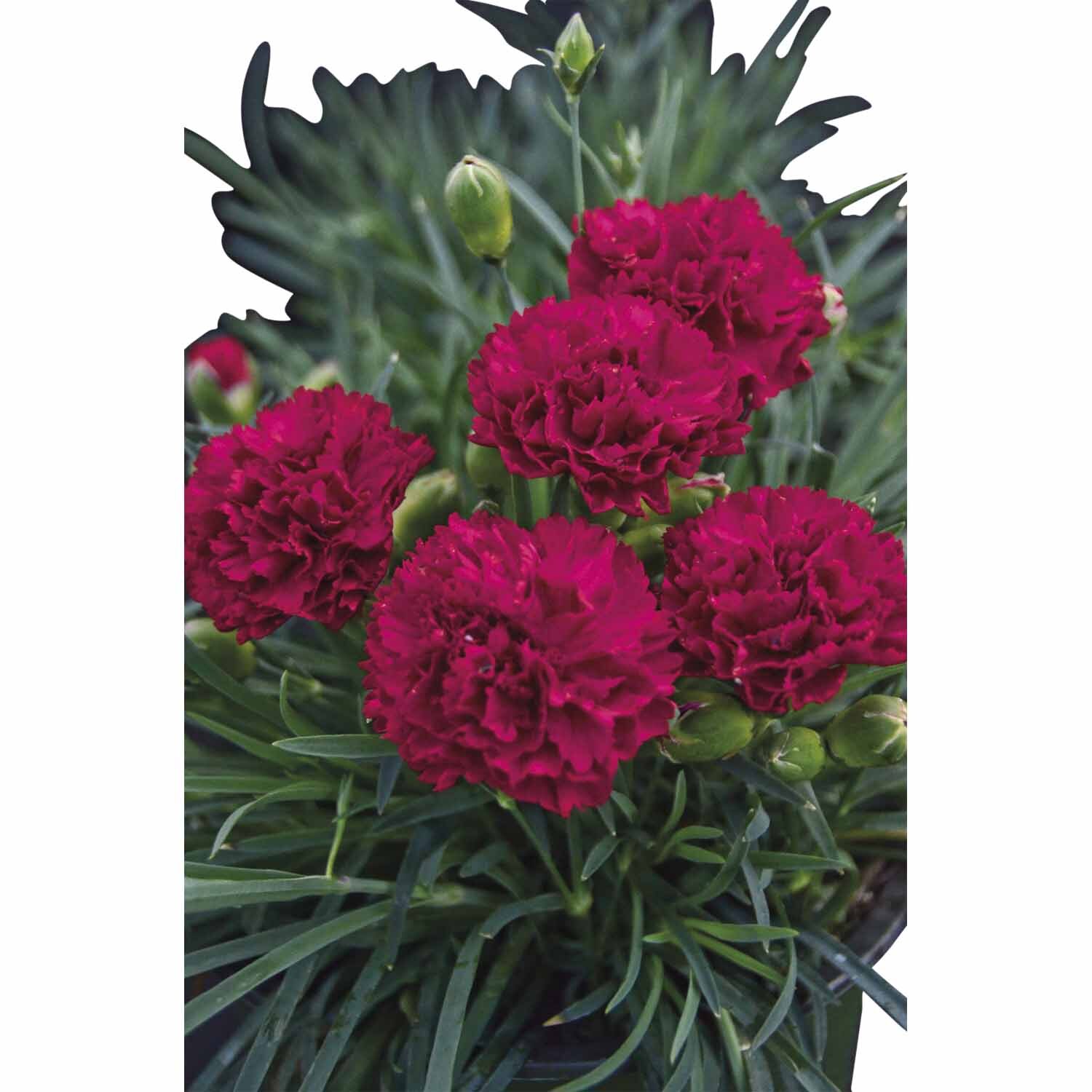 Proven Winners | Dianthus Cranberry Cocktail 1.5 litre | Mitre10