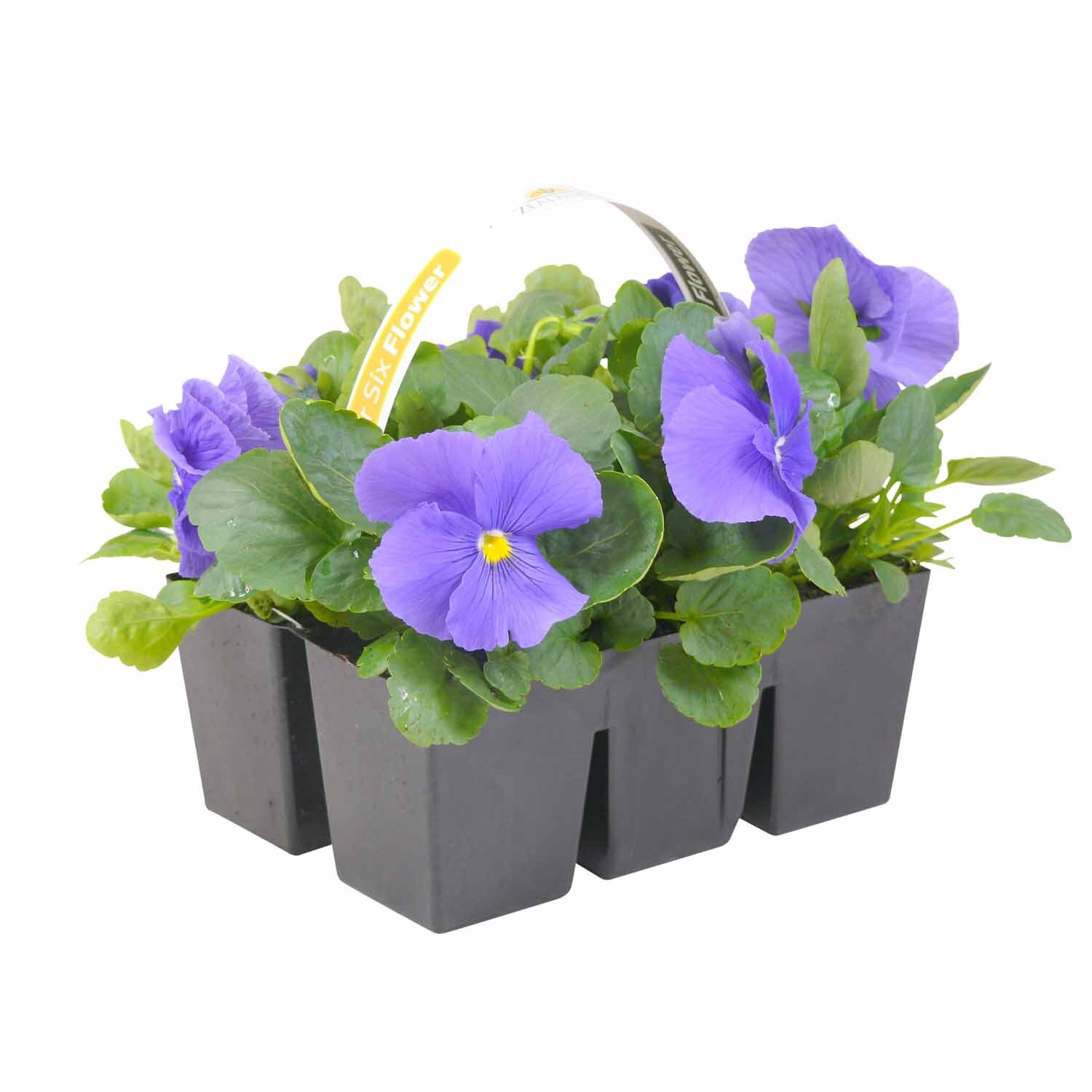 Super Six | Pansy Pack of 6 Blue | Mitre10