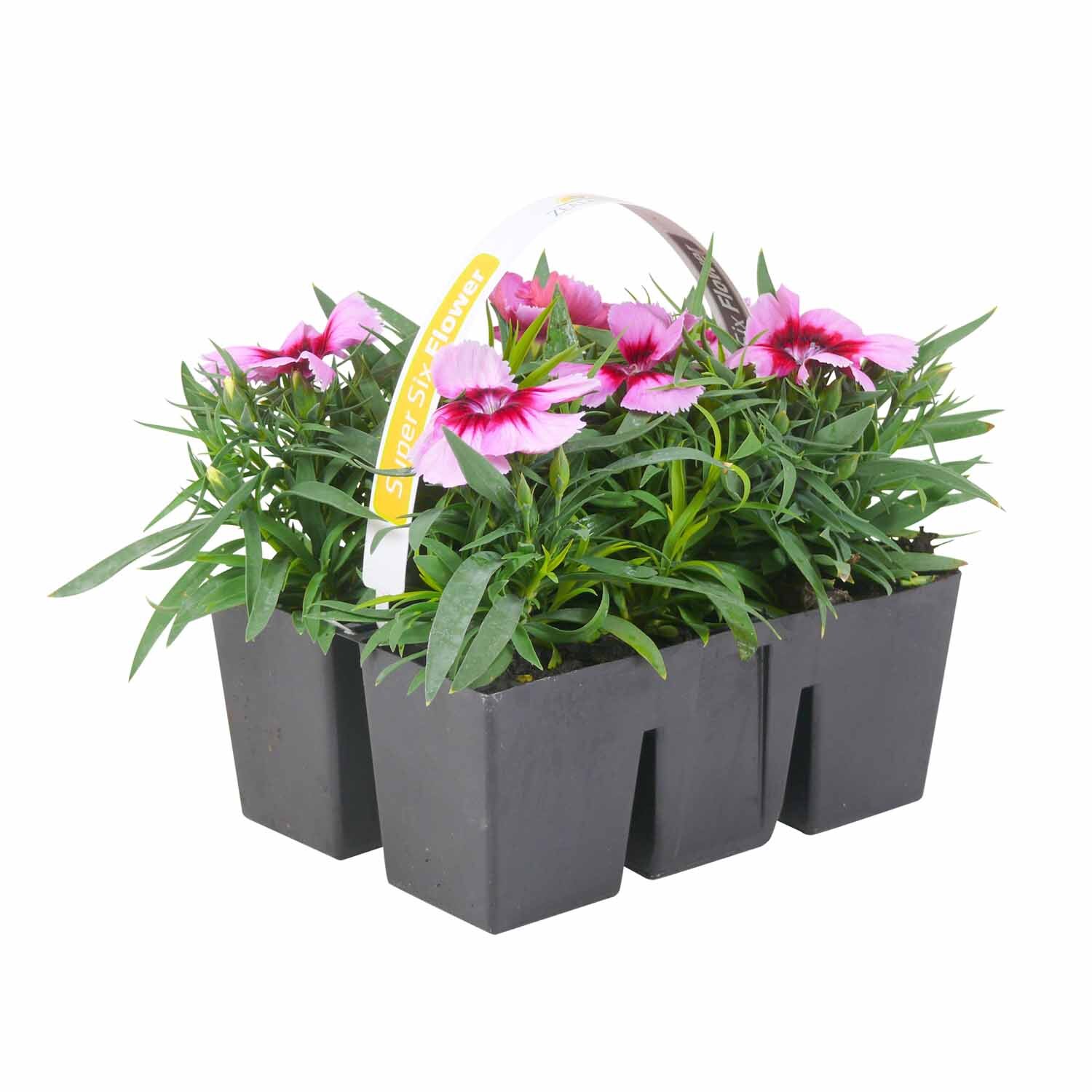 Super Six | Dianthus Pack of 6 Raspberry Parfait | Mitre10