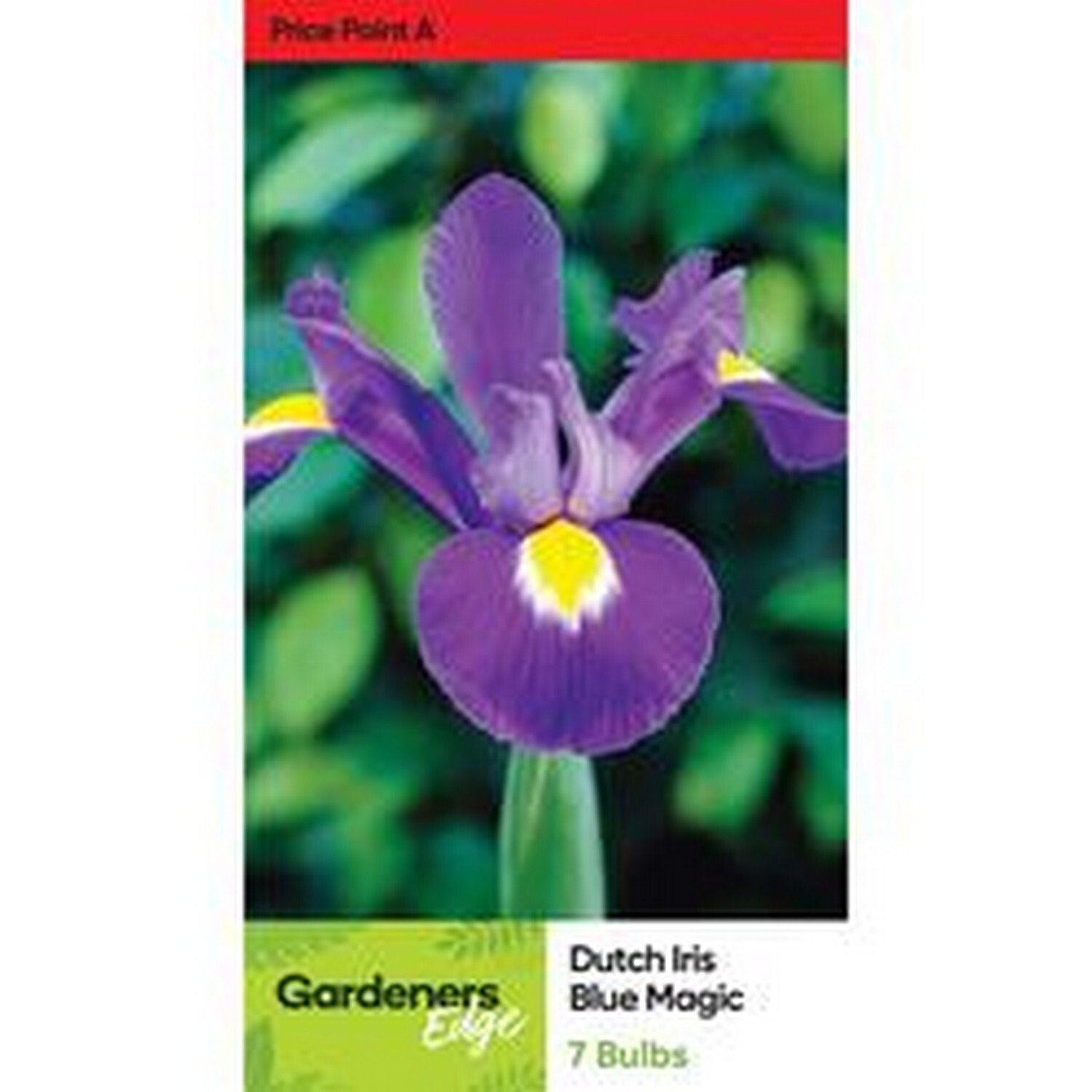 Gardeners Edge | Dutch Iris Blue Magic Pack of 7 | Mitre10