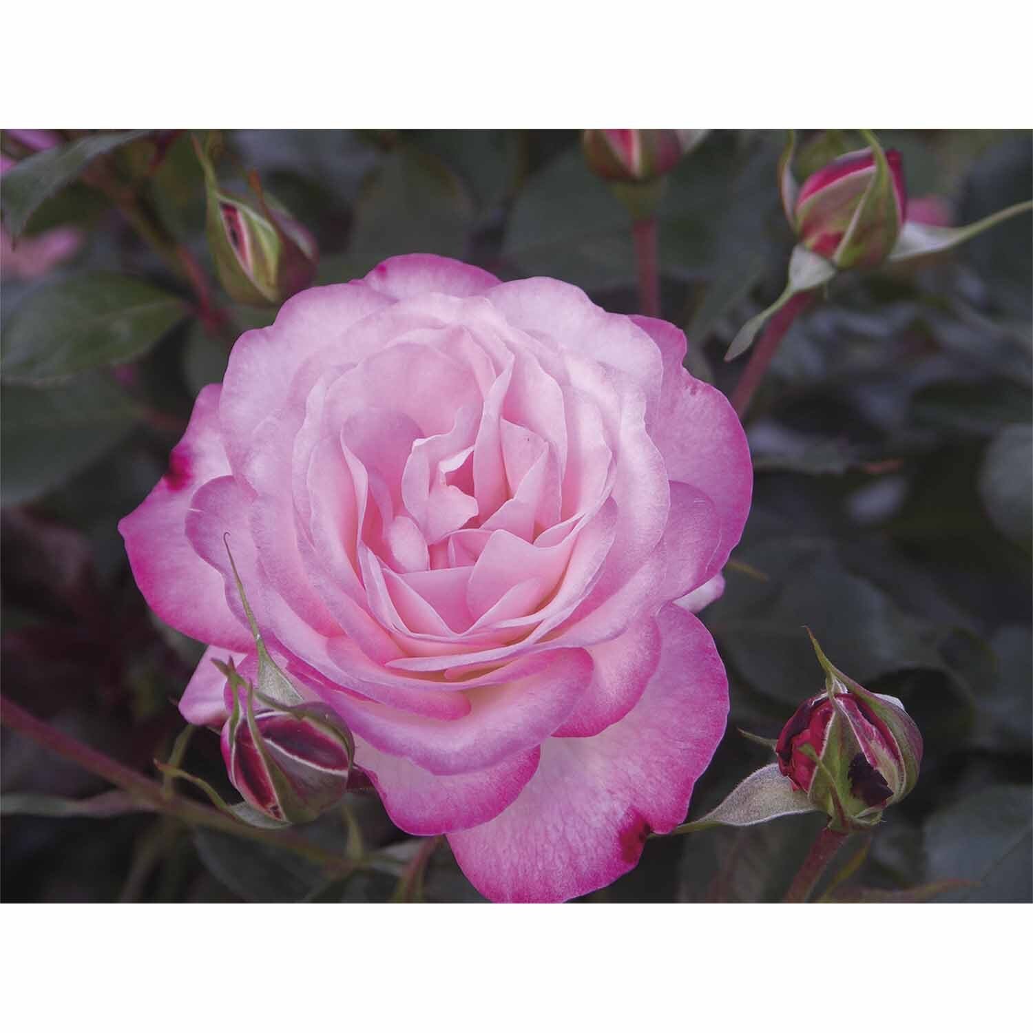 Southern Roses | Rose Feeling Better 4.7 litre | Mitre10