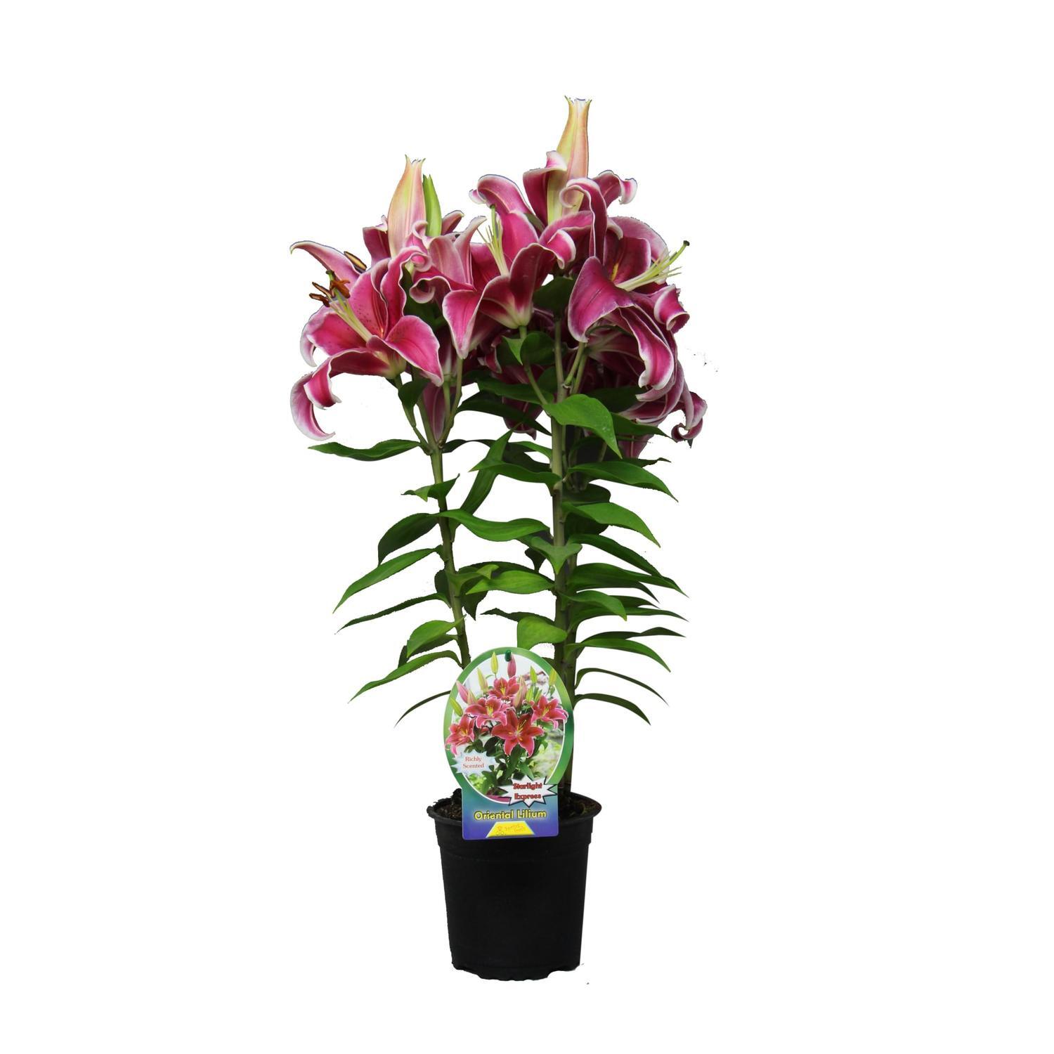 Fiesta | Lily Oriental Starlight Express | Mitre10