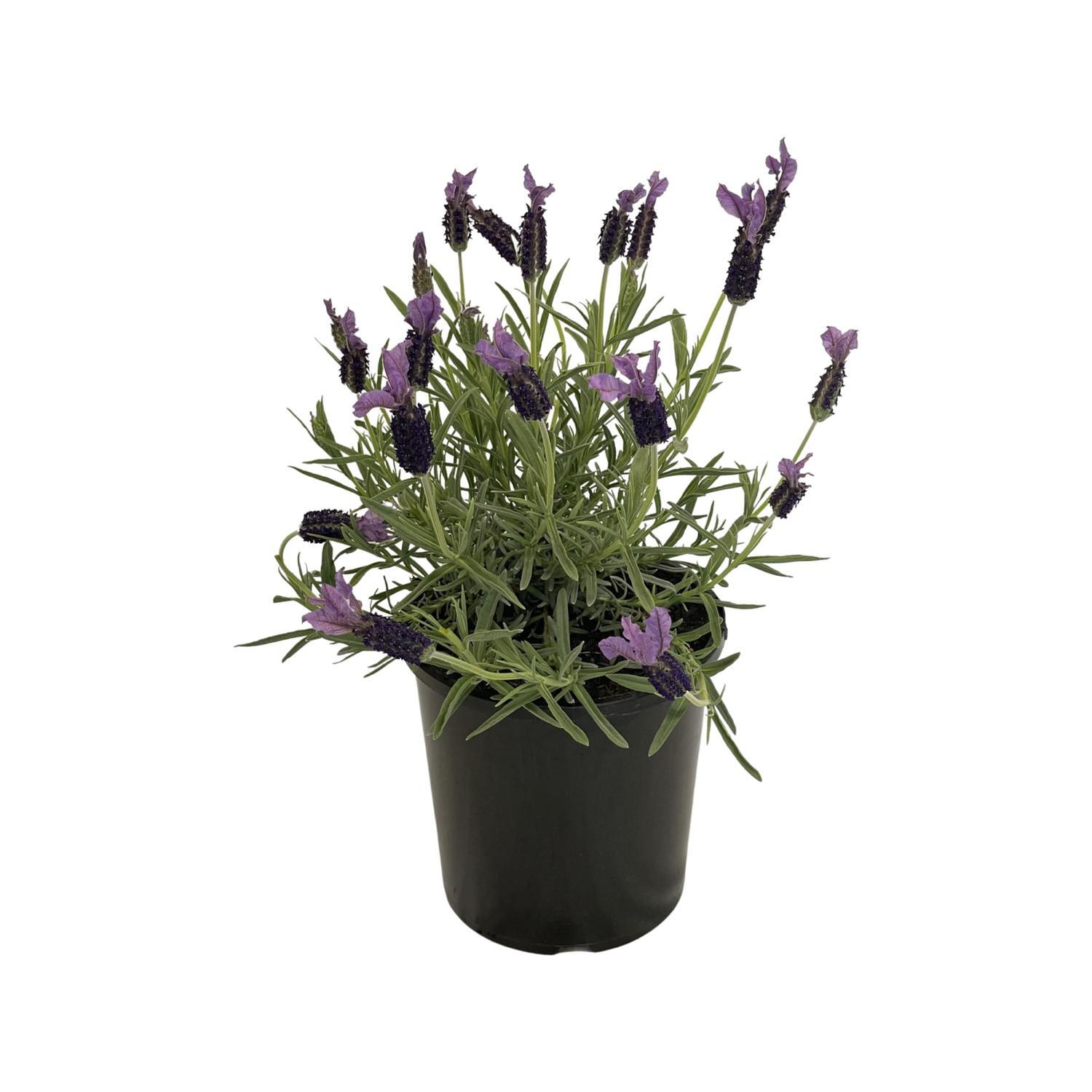 Lavender Major 2.4 litre Grey | Mitre10