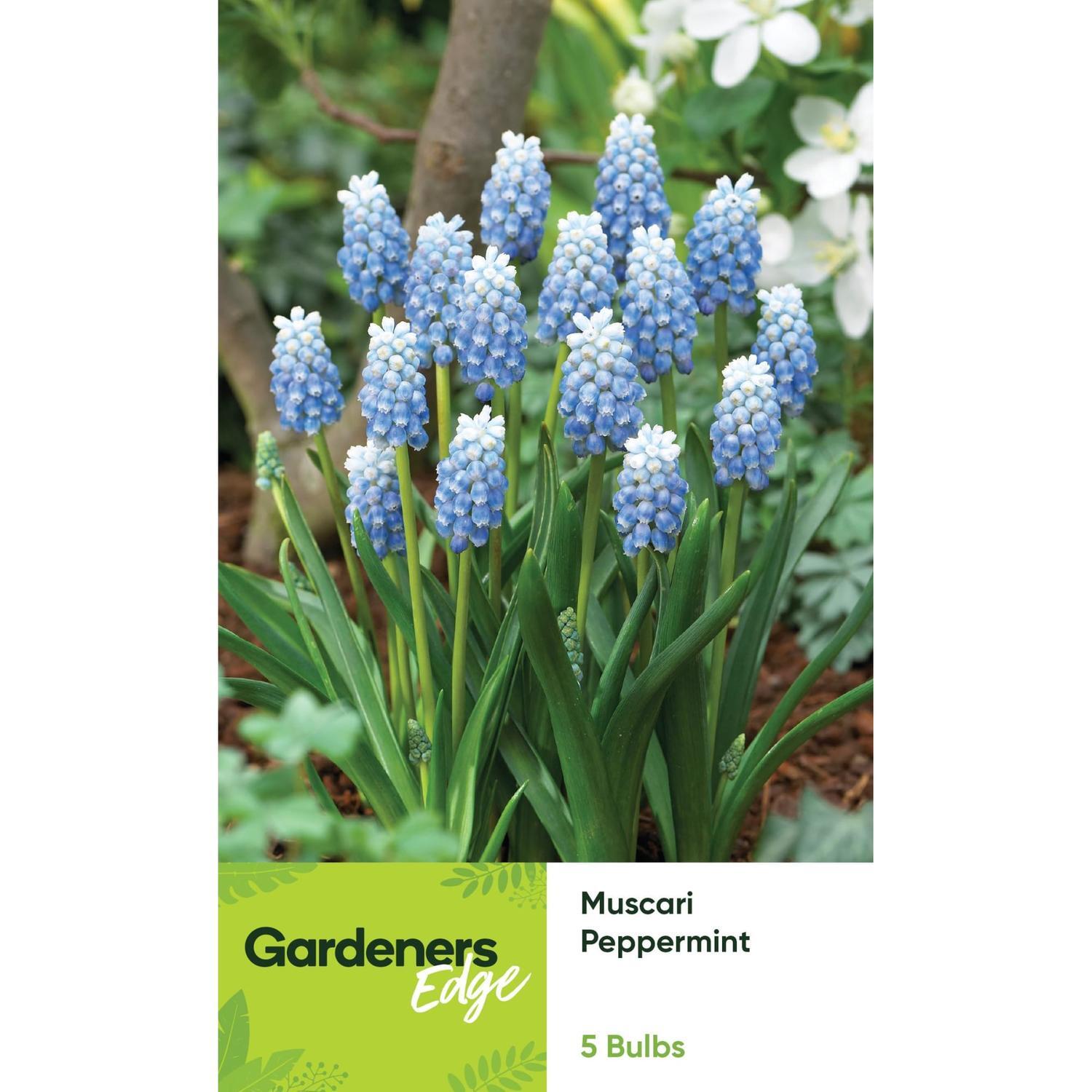 Gardeners Edge | Muscari Peppermint 5 Pack | Mitre10