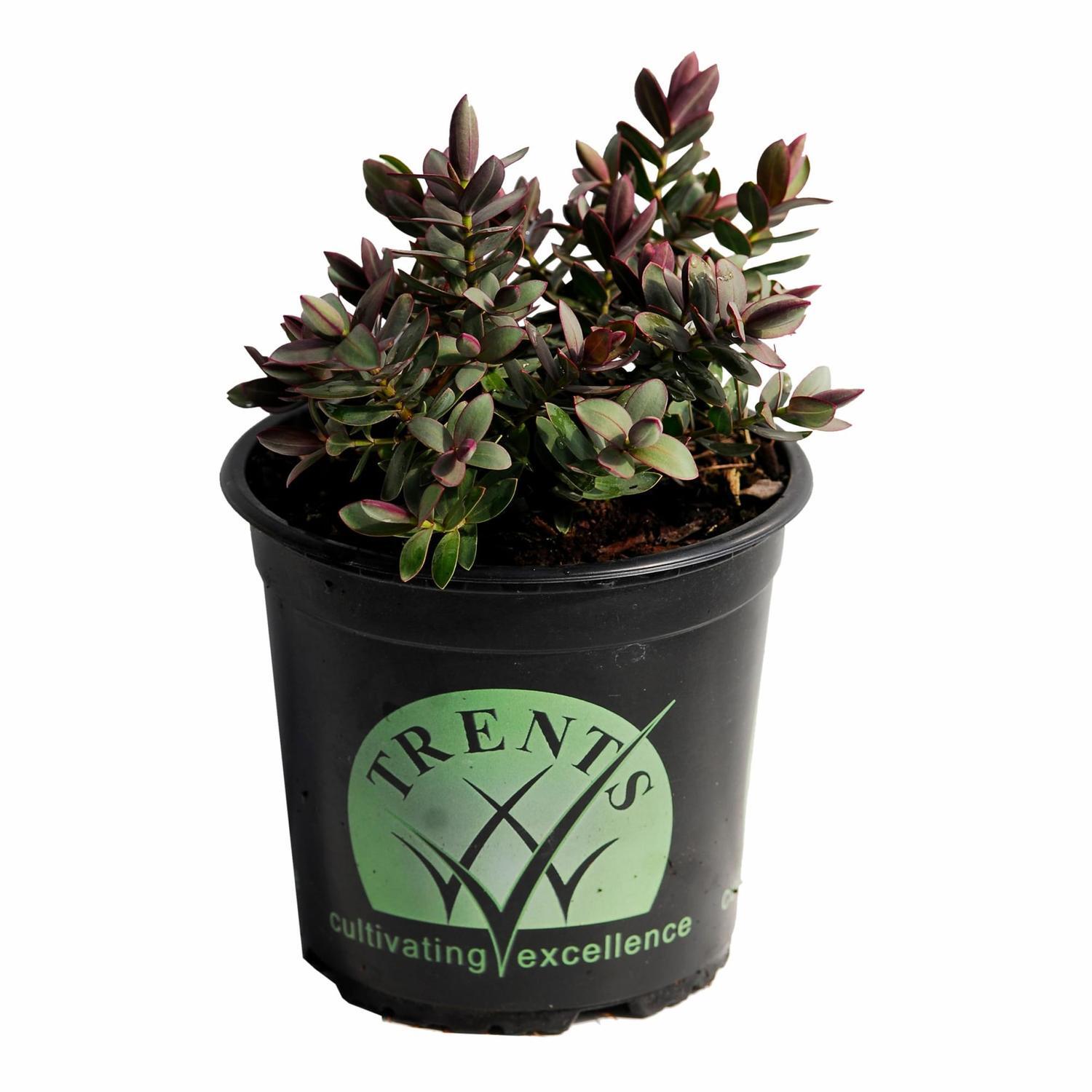 Hebe Red Edge 14cm | Mitre10
