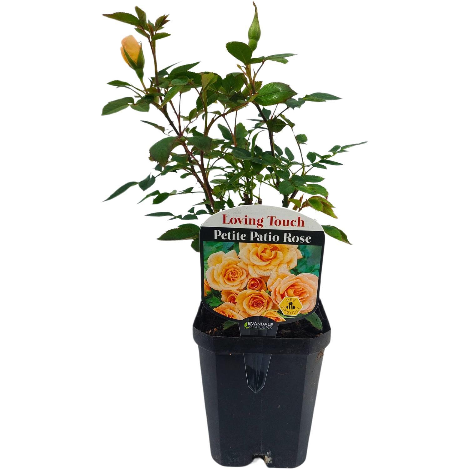 Rose Patio Loving Touch | Patio Roses