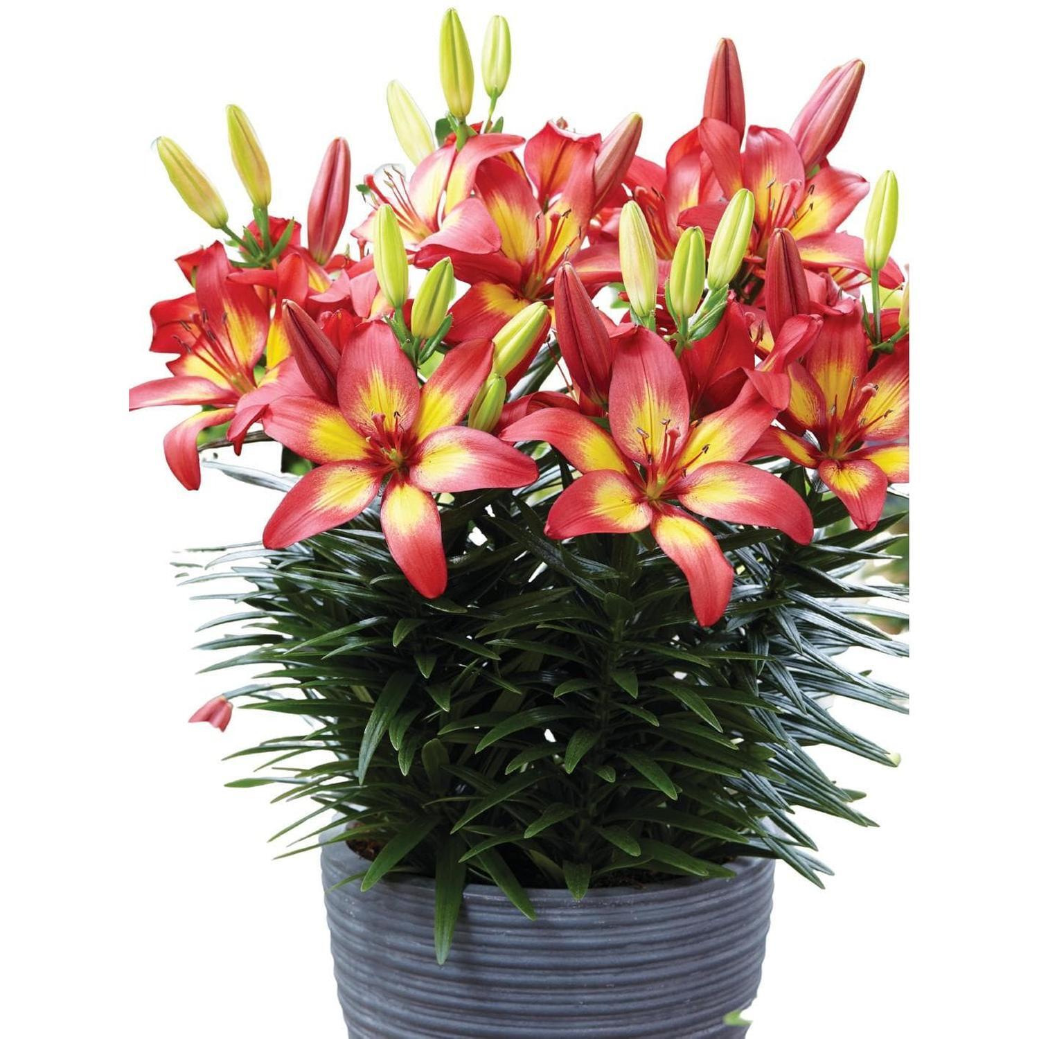 Lilium Majestic Joy 2.5 litre | Mitre10