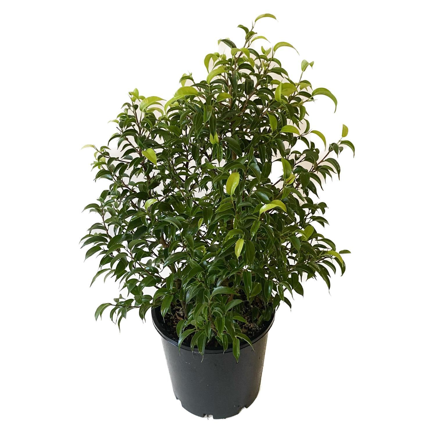 Ficus Baby Ben 20cm | Mitre10