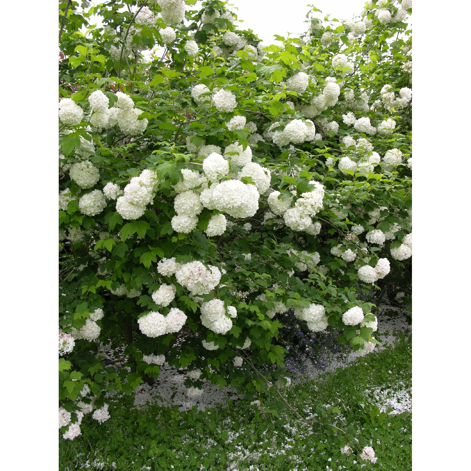 Viburnum opulus 'Sterile' PB 18 | Mitre10