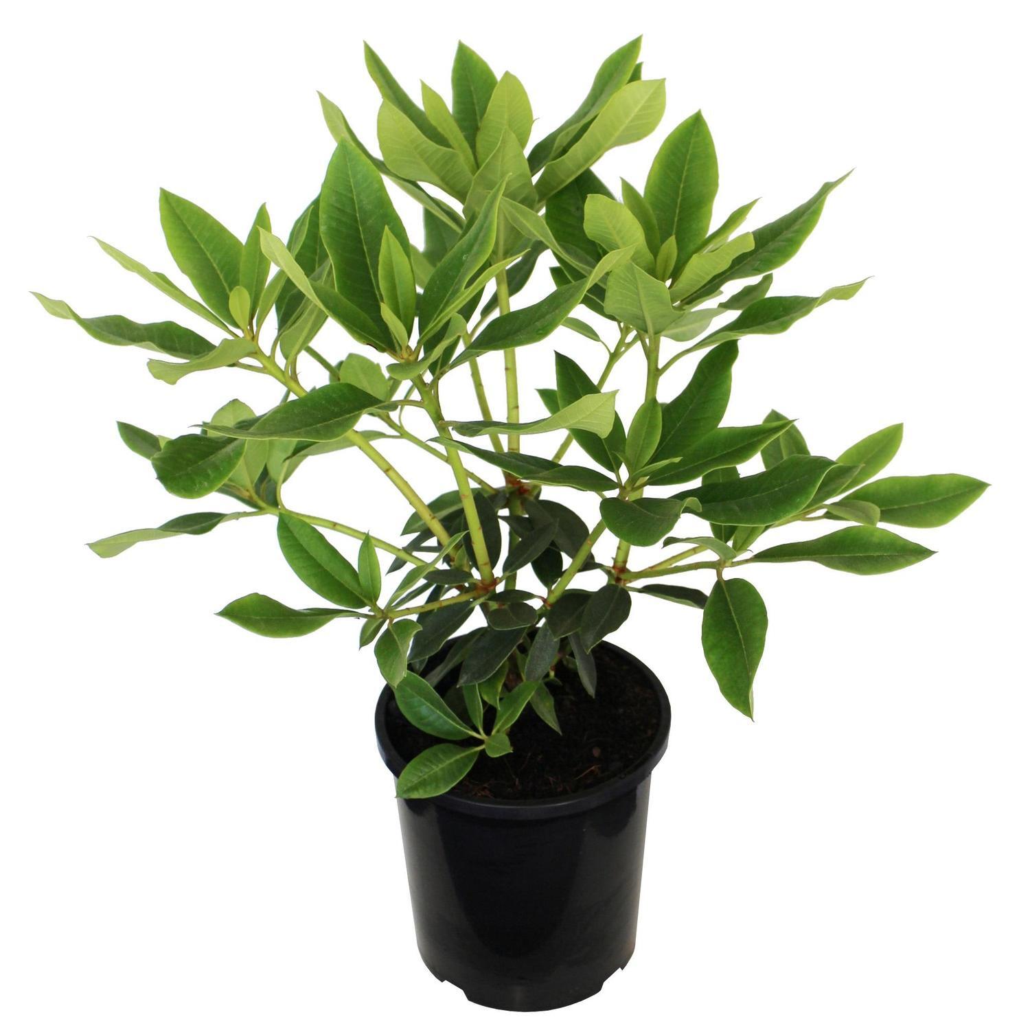 Rhododendron 'Markeeta's Prize' 2.5 litre | Mitre10